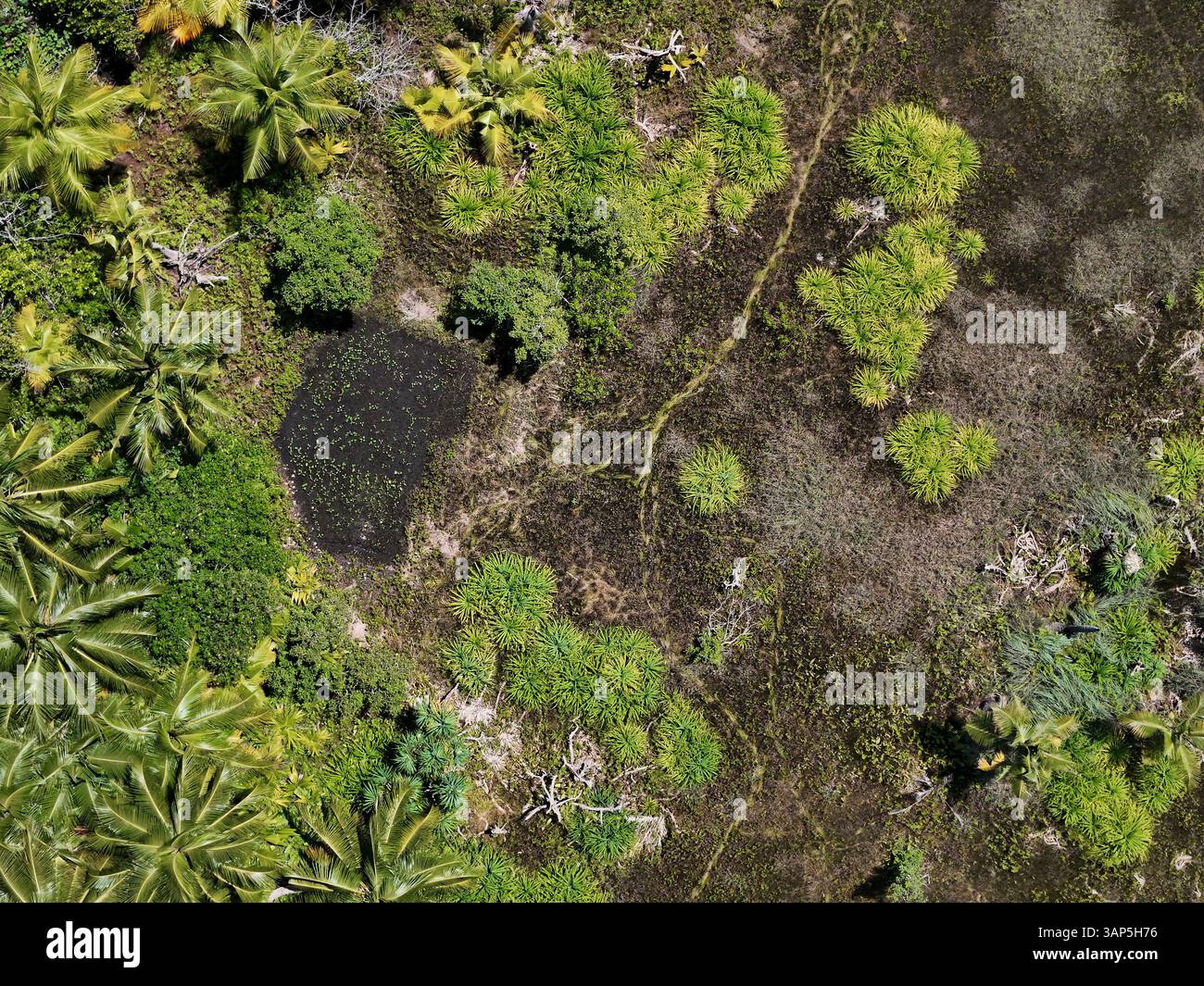 Aerial view of lush tropical forest and vibrant greenery, Fuvahmulah ...