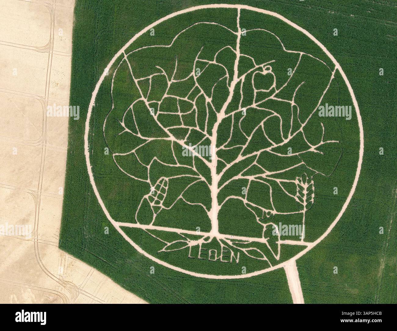 Aerial view of a beautiful maze-shaped corn field with intricate ...