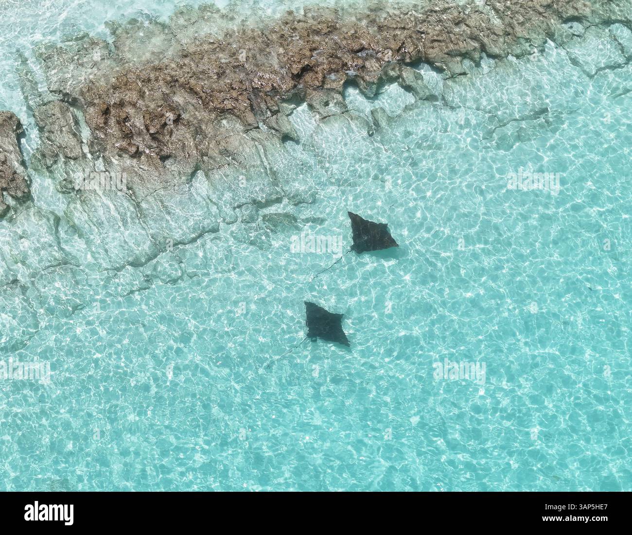 Aerial view of eagle rays swimming in clear turquoise water among rocky ...
