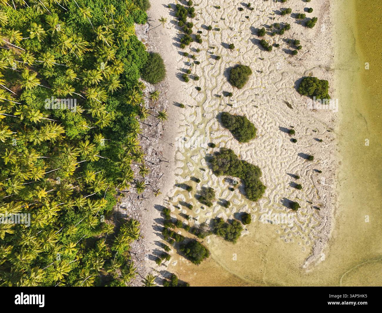 Aerial view of tropical palm trees, swamp, and pattern in Addu Nature ...