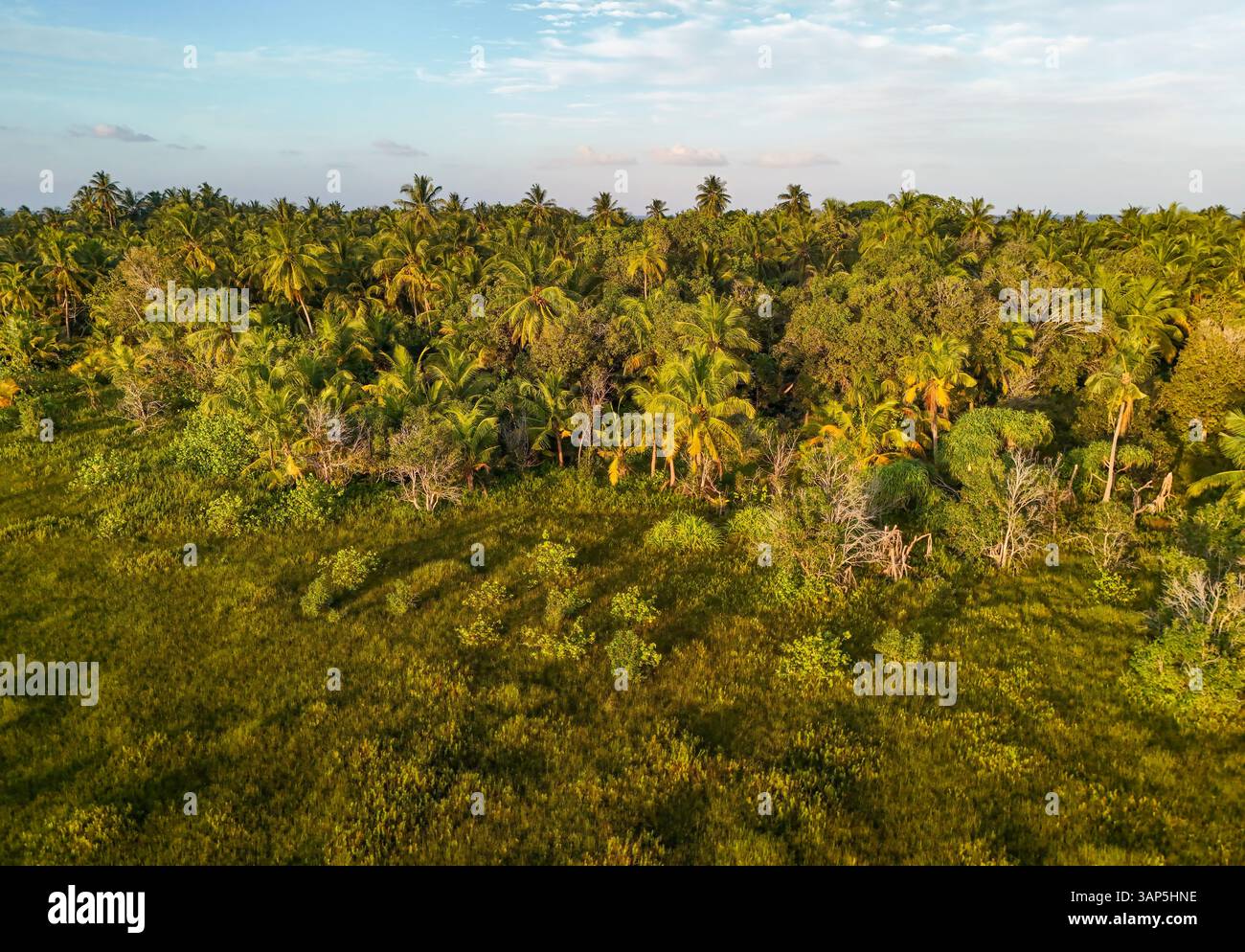 Aerial view of virgin forest canopy in Maalegan Nature Park, Fuvahmulah ...