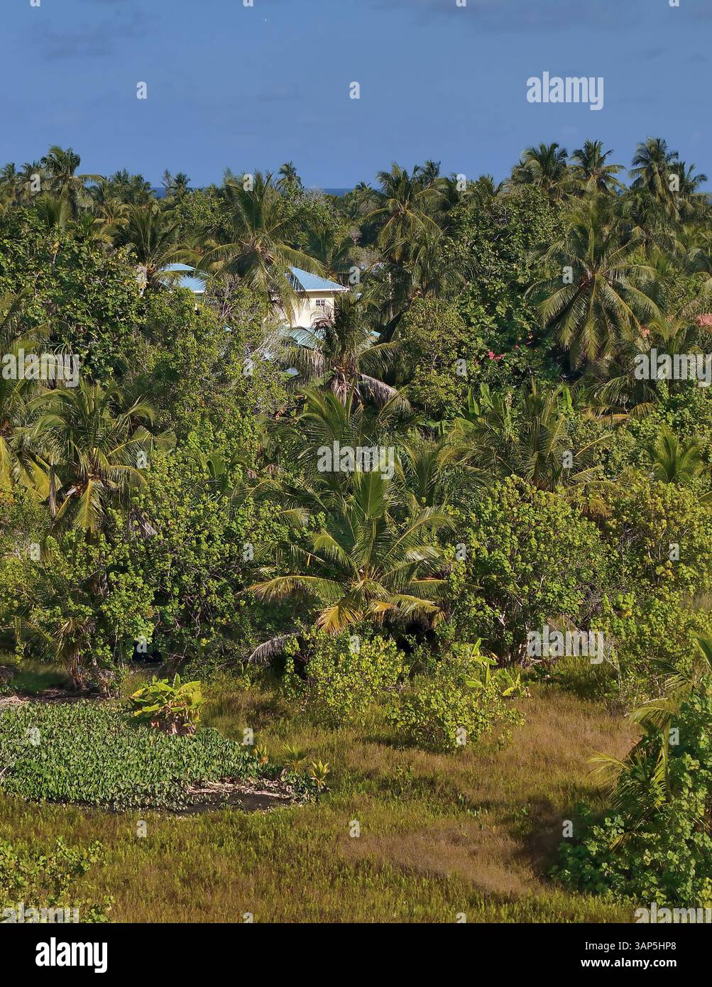 Aerial view of tropical paradise with lush palm trees and forest ...
