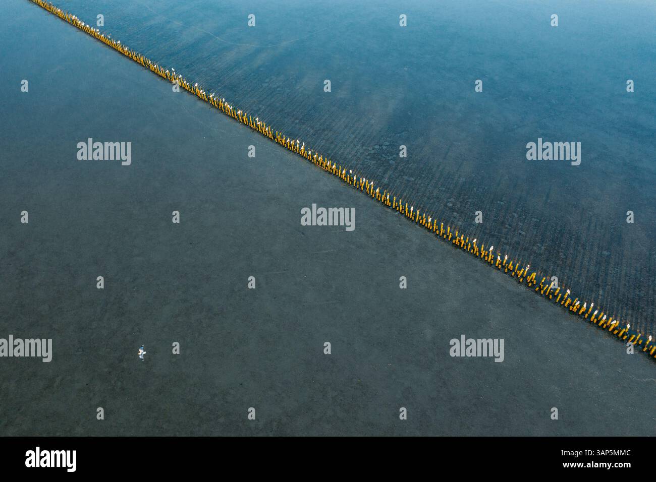 Aerial view of bird flock at the Wadden Sea, Friesland, The Netherlands ...