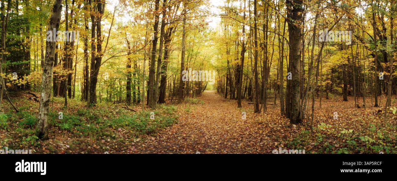 Panoramic view of trail through the forest of the Catskills in ...