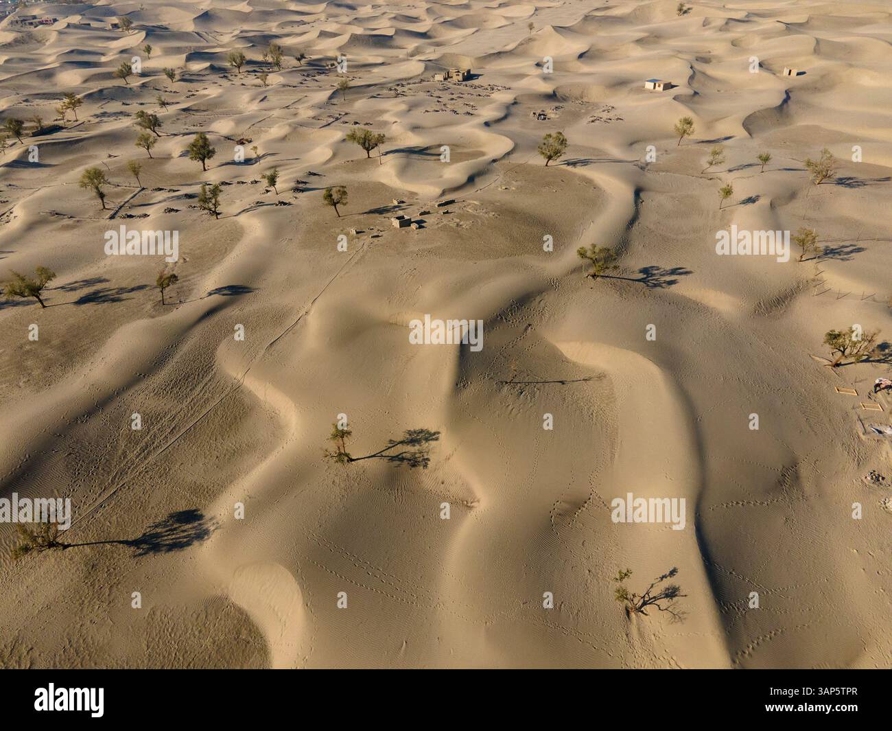 Aerial view of Katpana Desert with dunes, sand, and trees, Kashmir ...