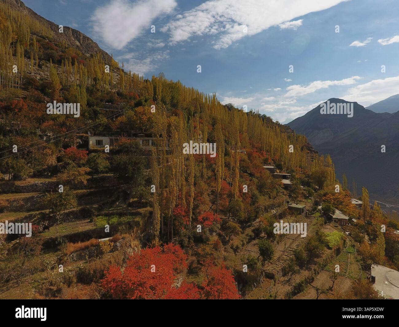 Aerial view of vibrant autumn terraces and trees in Hopar Valley, Nagar ...