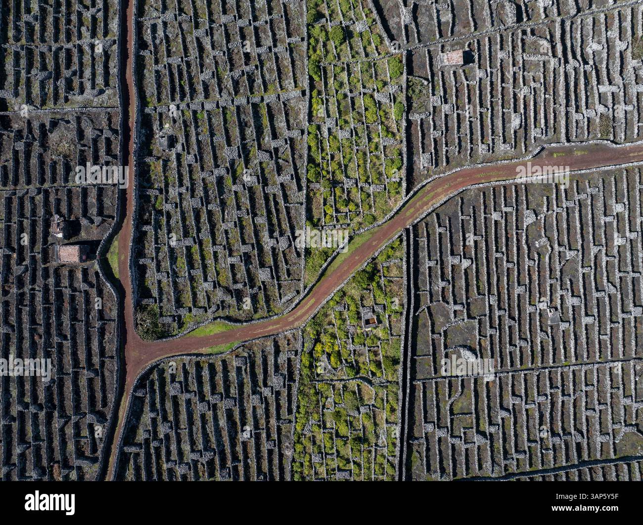 Aerial view of ancient volcanic vineyards with stone walls and patterns ...