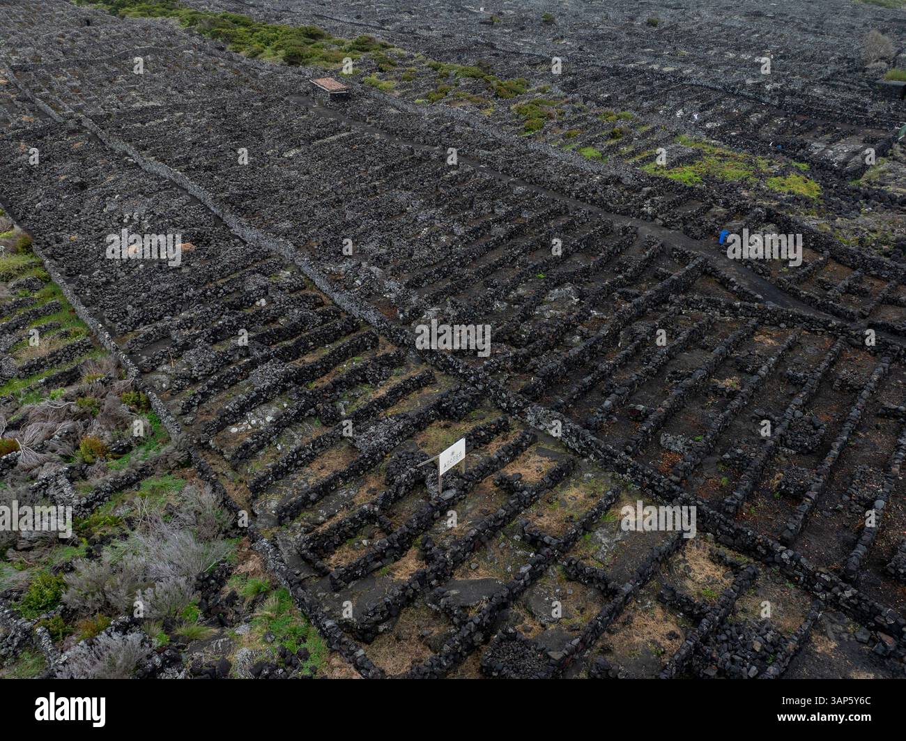 Aerial view of ancient volcanic vineyards with terraced fields and ...