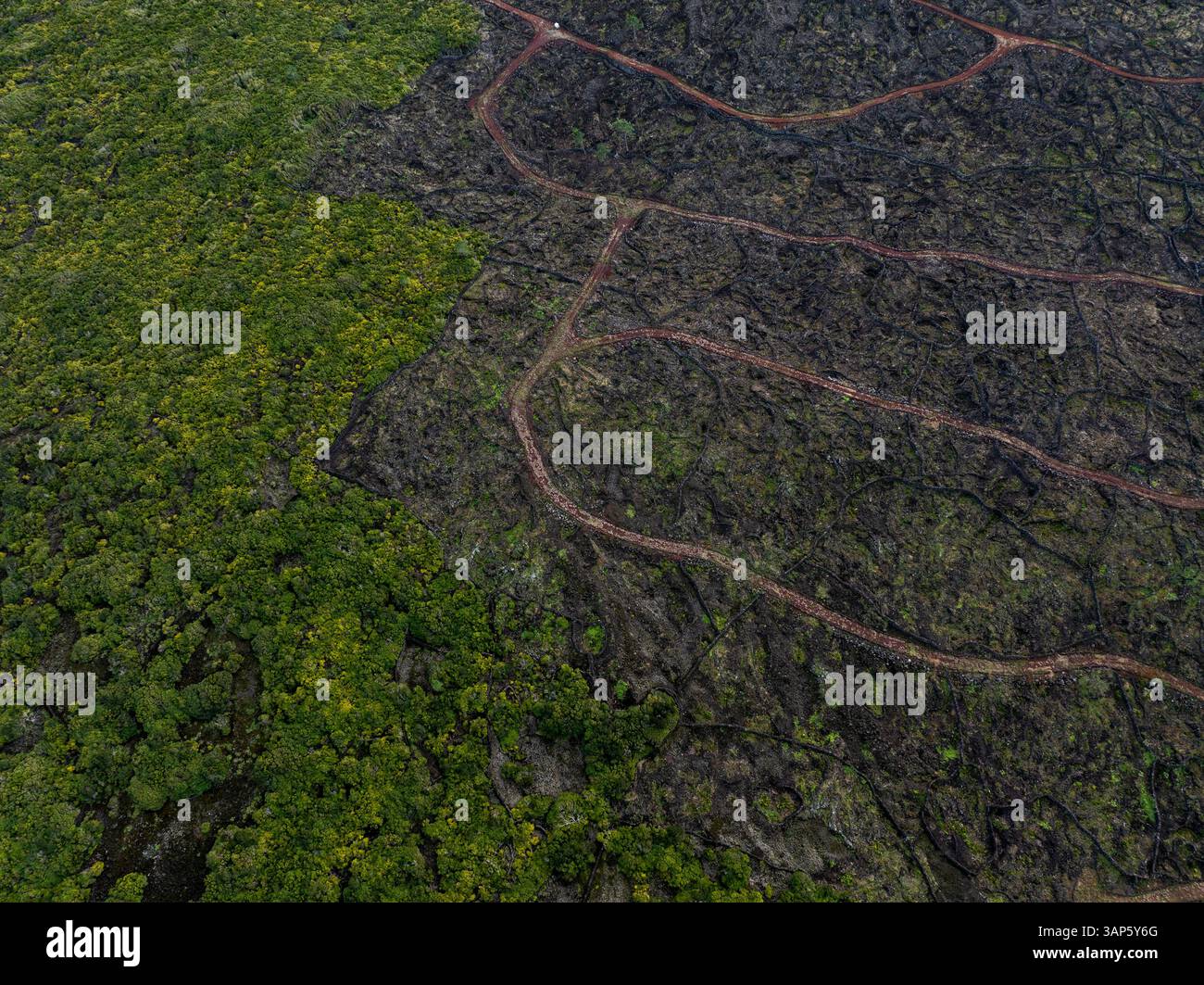 Aerial view of ancient volcanic vineyards surrounded by lush forest and ...