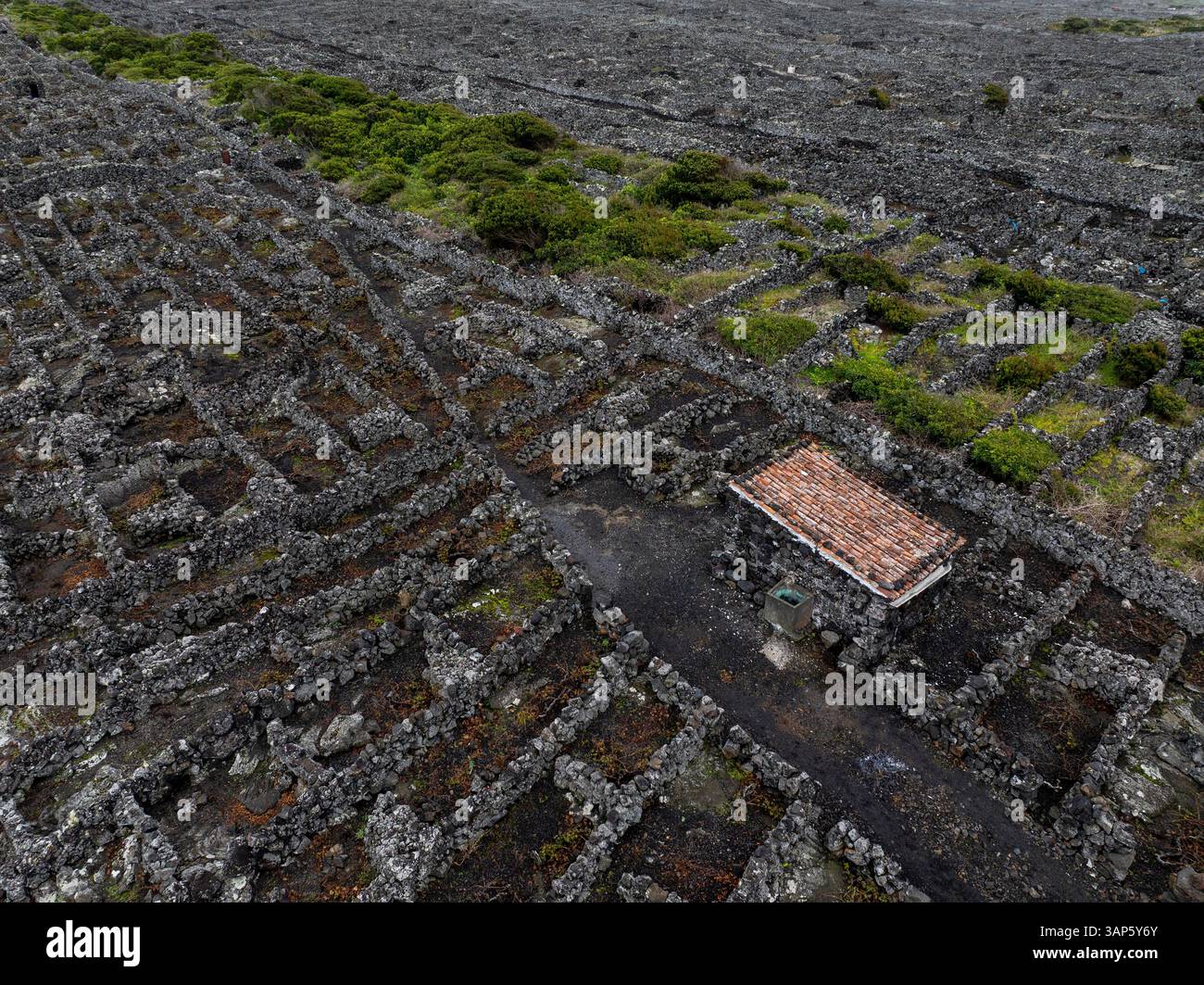 Aerial view of ancient volcanic vineyards with stone walls and lush ...
