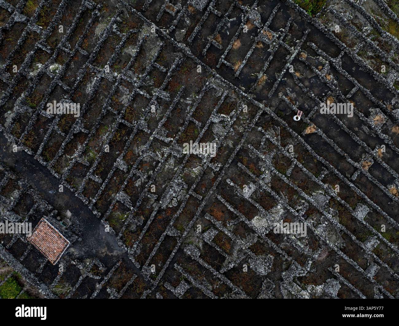 Aerial view of ancient volcanic vineyards with stone walls and ...