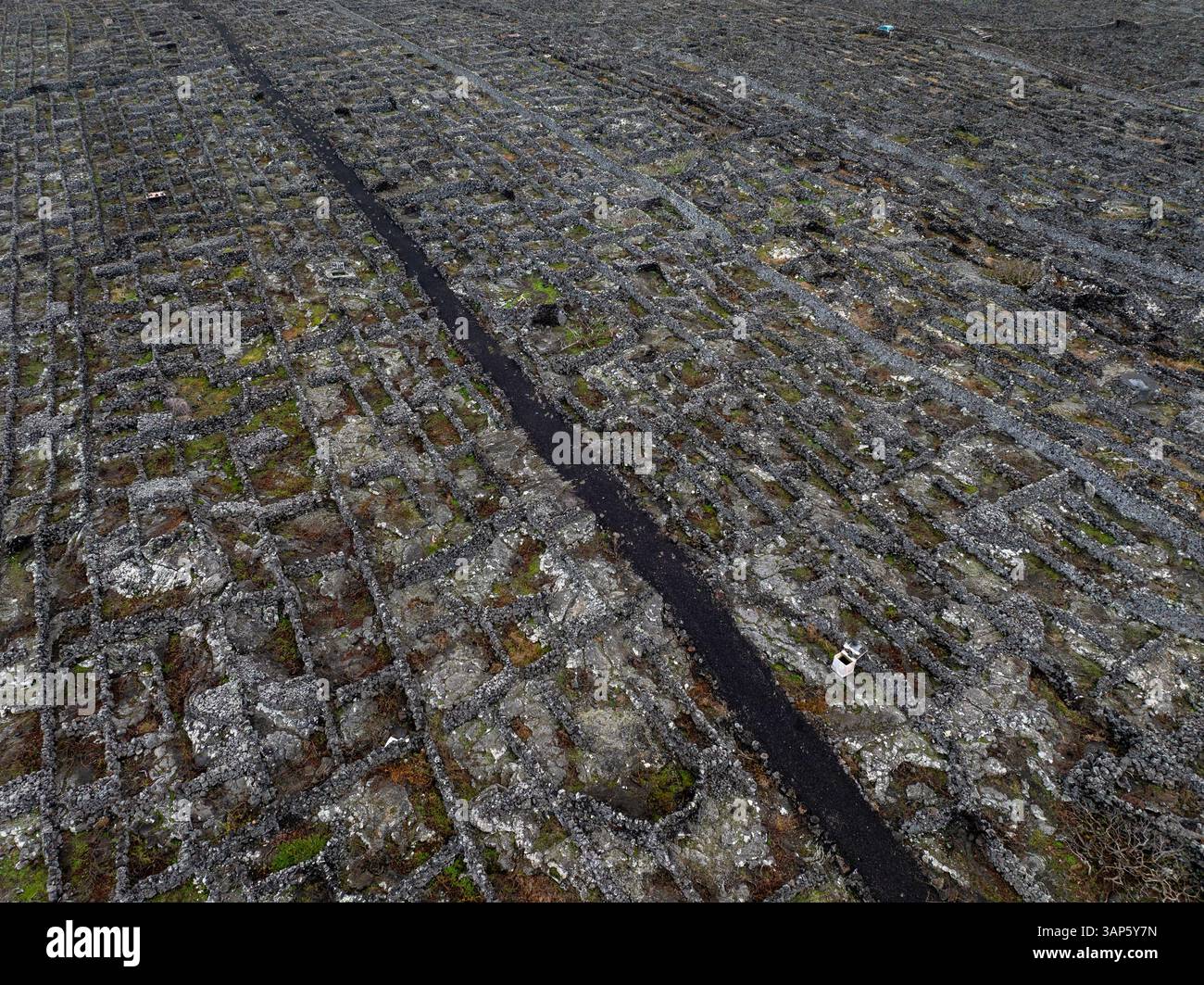Aerial view of ancient volcanic vineyards with stone walls and lava ...