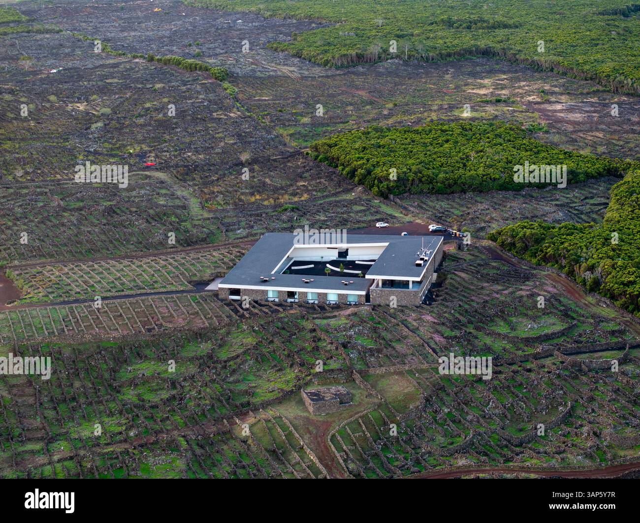 Aerial view of ancient volcanic vineyards in a lush landscape, Pico ...