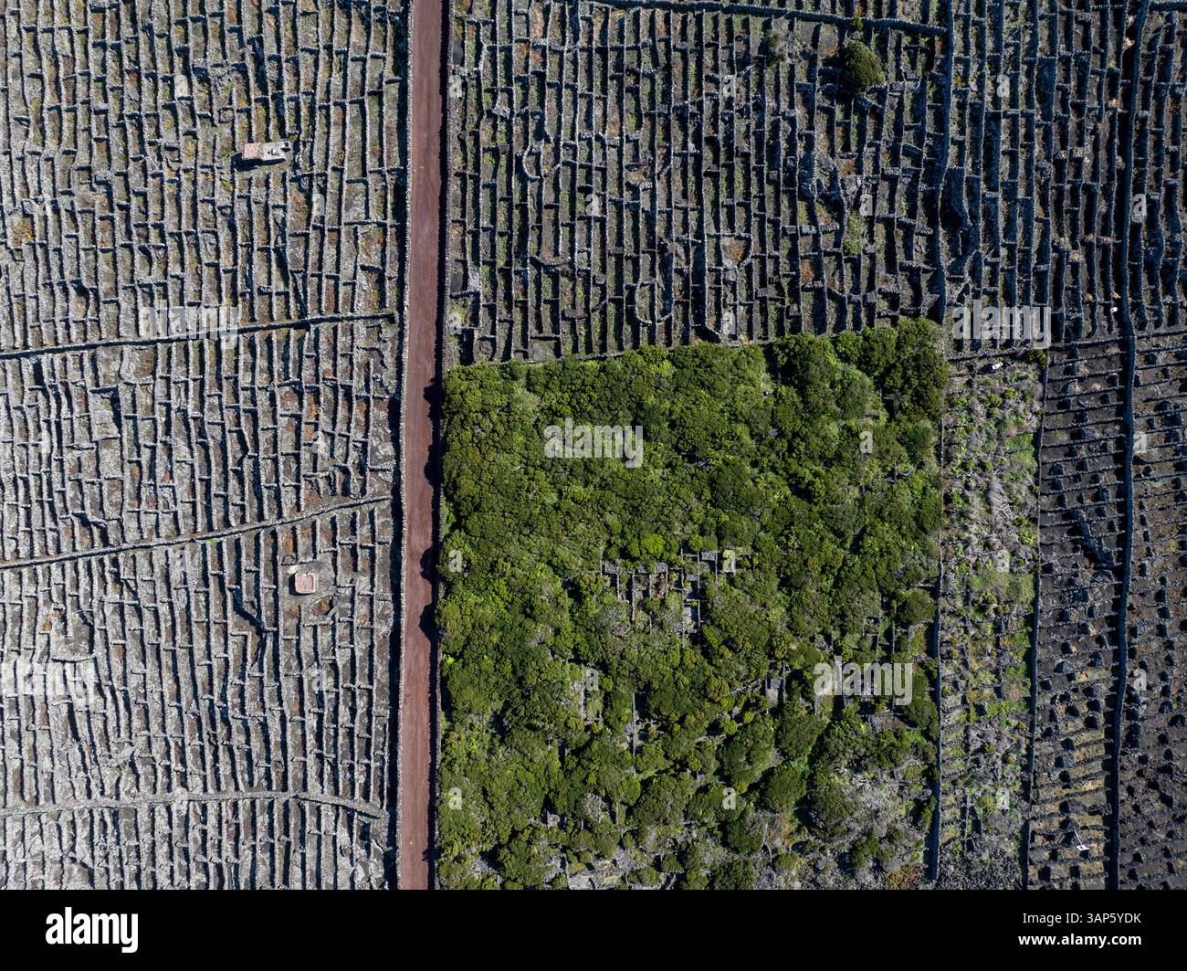 Aerial view of ancient volcanic vineyards with beautiful patterns and ...