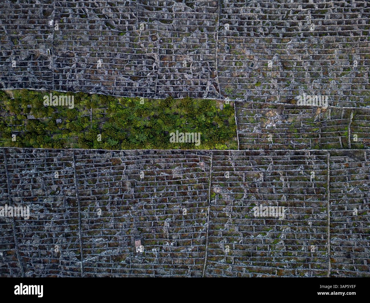 Aerial view of ancient volcanic vineyards with stone walls and green ...