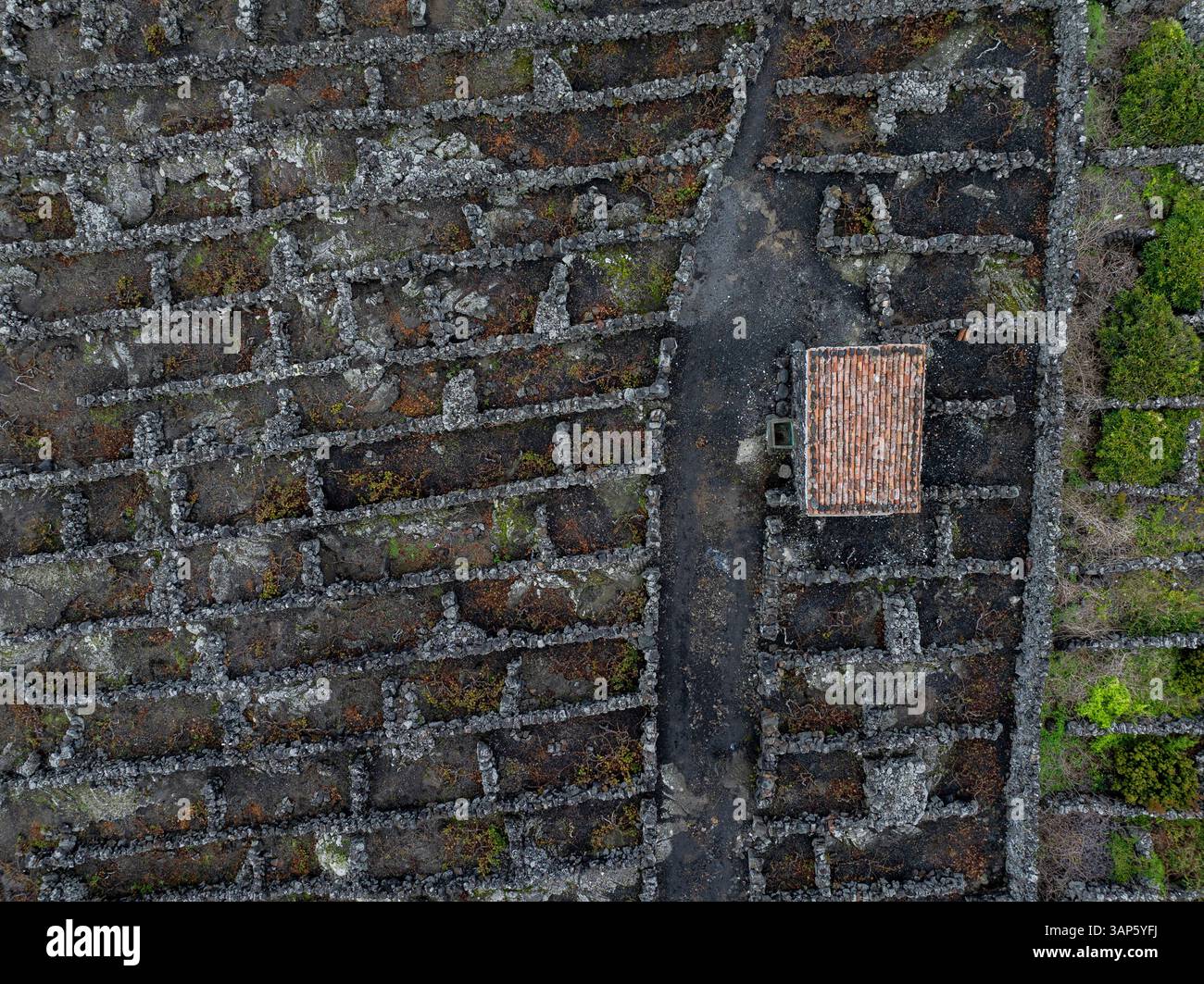 Aerial view of ancient volcanic vineyards with stone walls and ...
