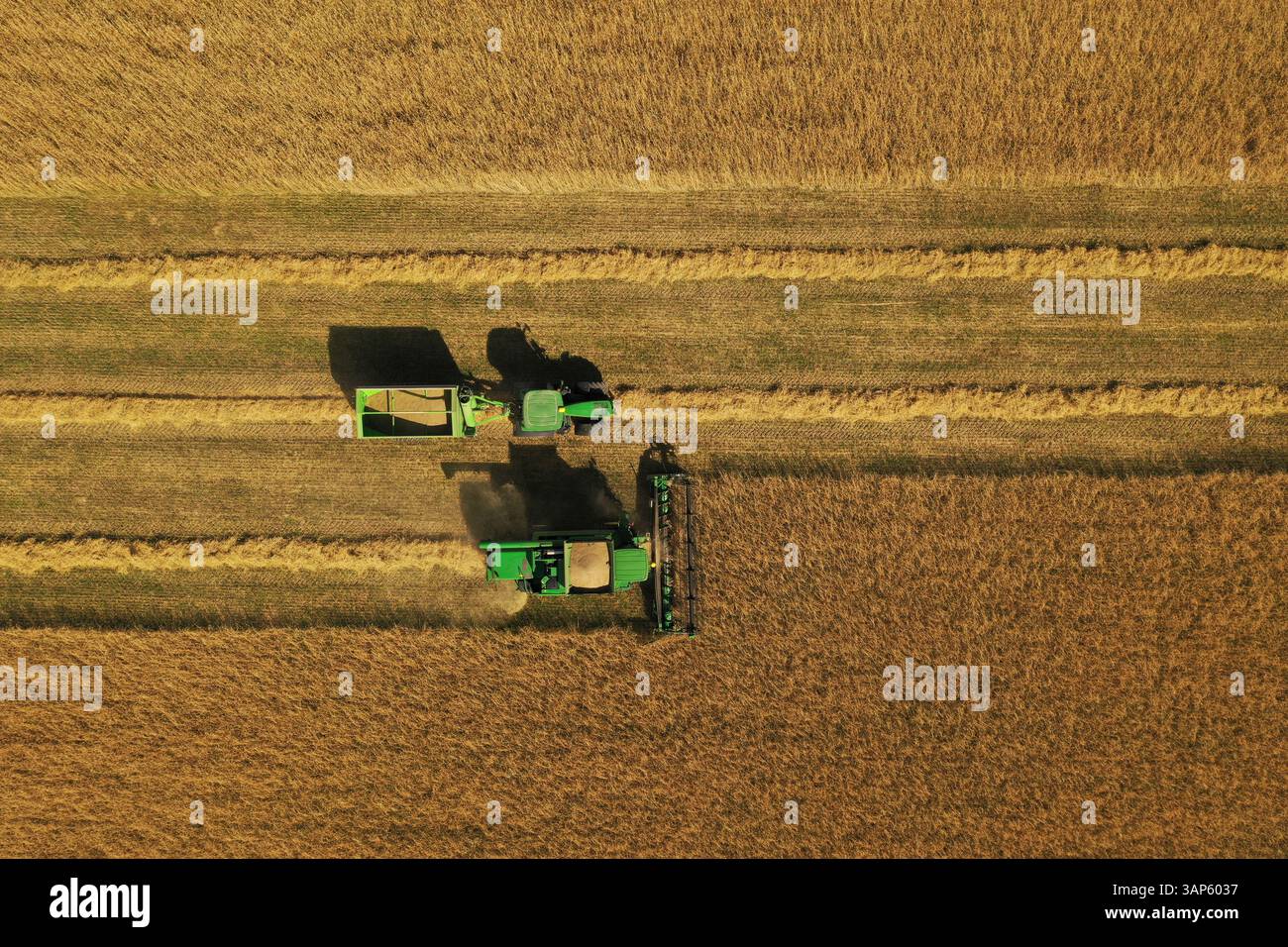 Aerial view of harvester and tractor during cereal harvest in ...