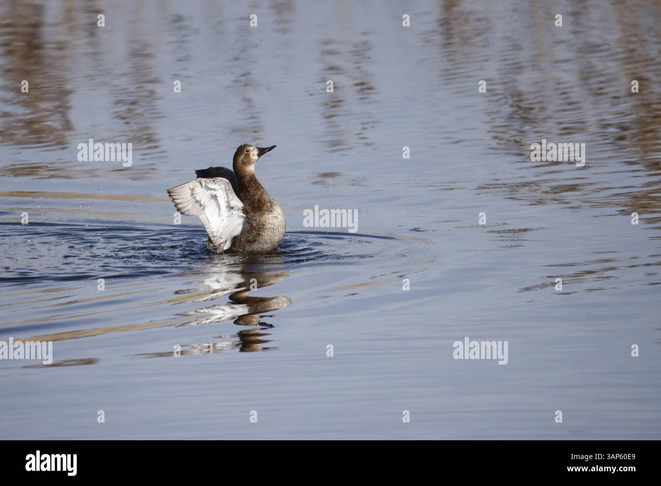 Male Gadwall Duck Flapping Wings on Water Stock Photo - Alamy