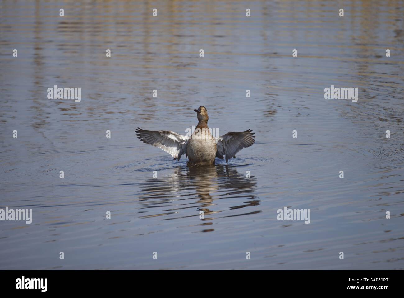 Male Gadwall Duck Flapping Wings on Water Stock Photo - Alamy