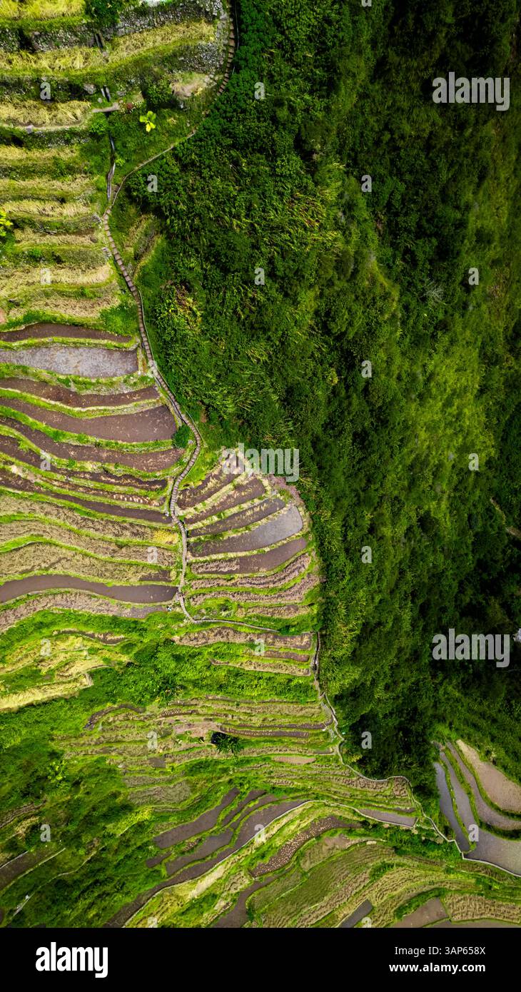 Aerial view of geometric Batad Rice Terrace, Banaue, Philippines Stock ...