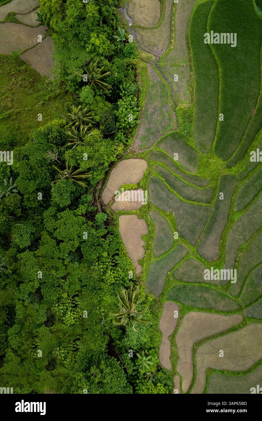 Aerial view of Matin-Ao Rice Terrace, Carmen, Bohol, Philippines Stock ...