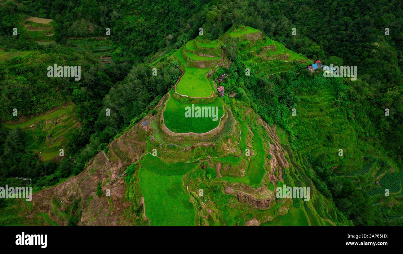 Aerial view of Maligcong Rice Terrace, Banaue, Ifugao, Philippines ...