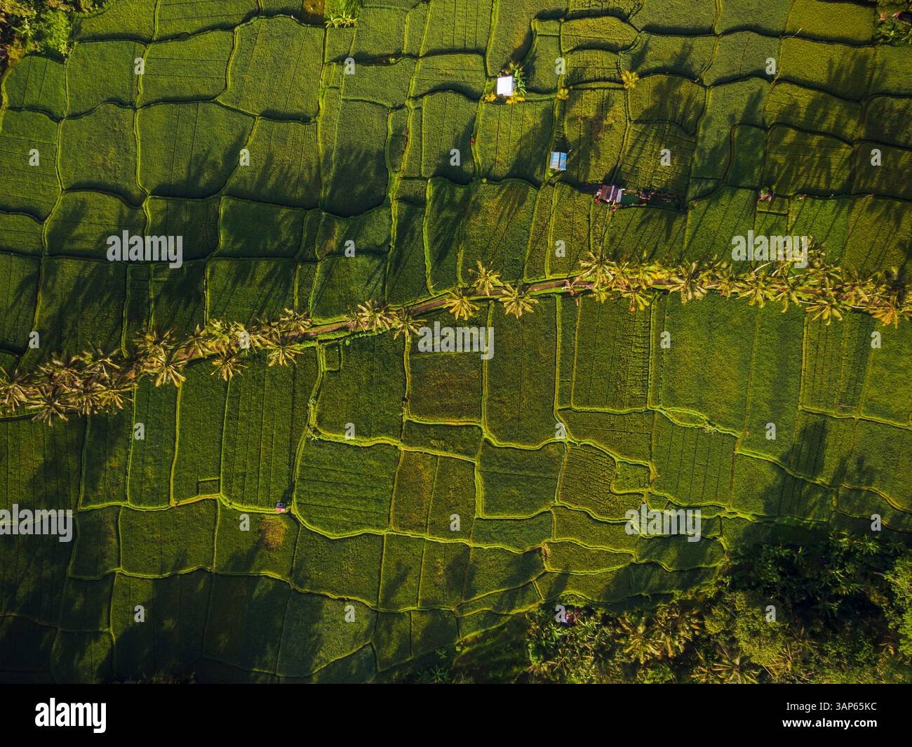 Aerial view of beautiful mancingan rice terrace with lush green fields ...