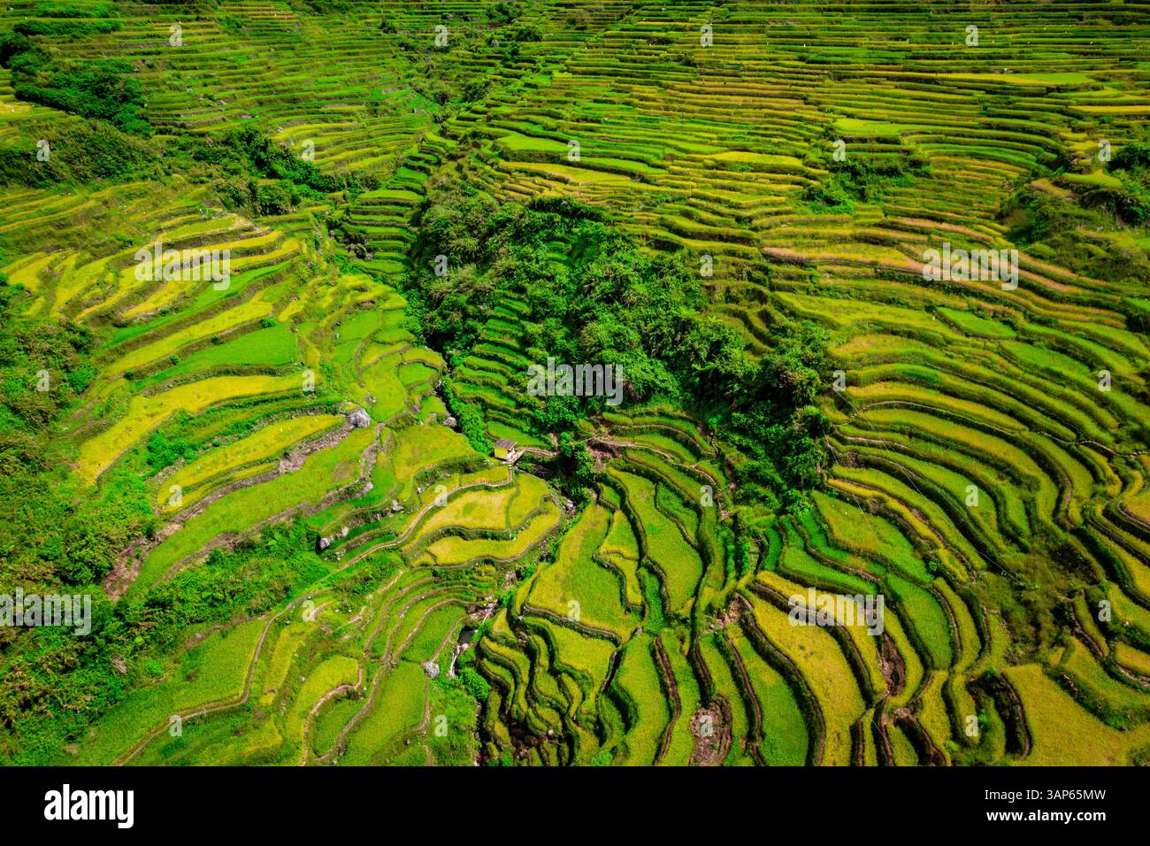 Aerial view of Maligcong Rice Terrace, Sagada, Mountain Province ...