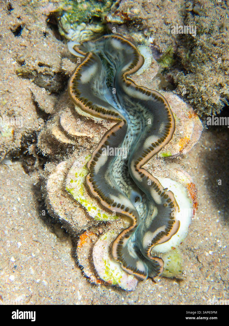 The maxima clam - (Tridacna maxima Stock Photo - Alamy