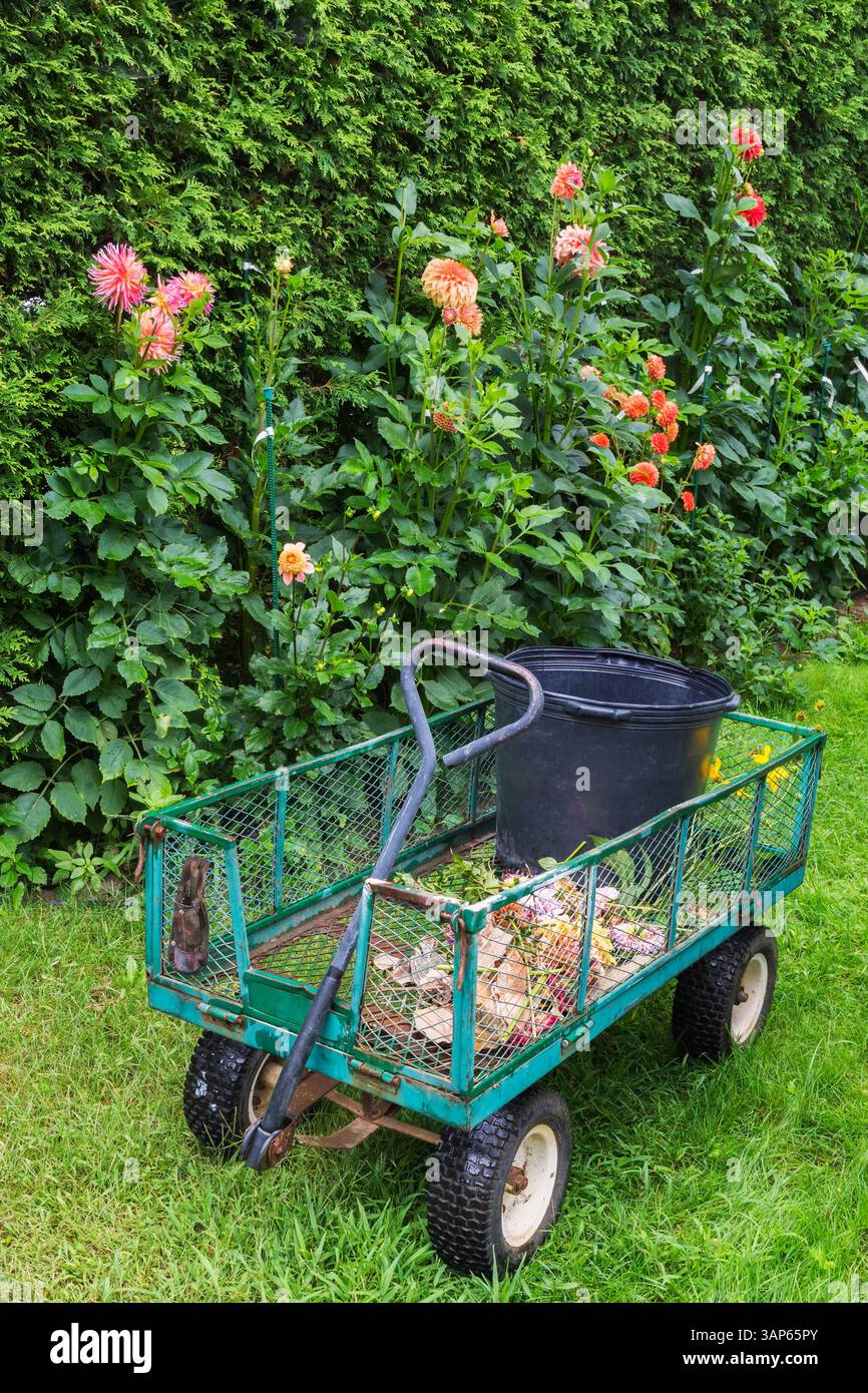 Plant trolley filled with spent Dahlia flowers, leaves and other ...