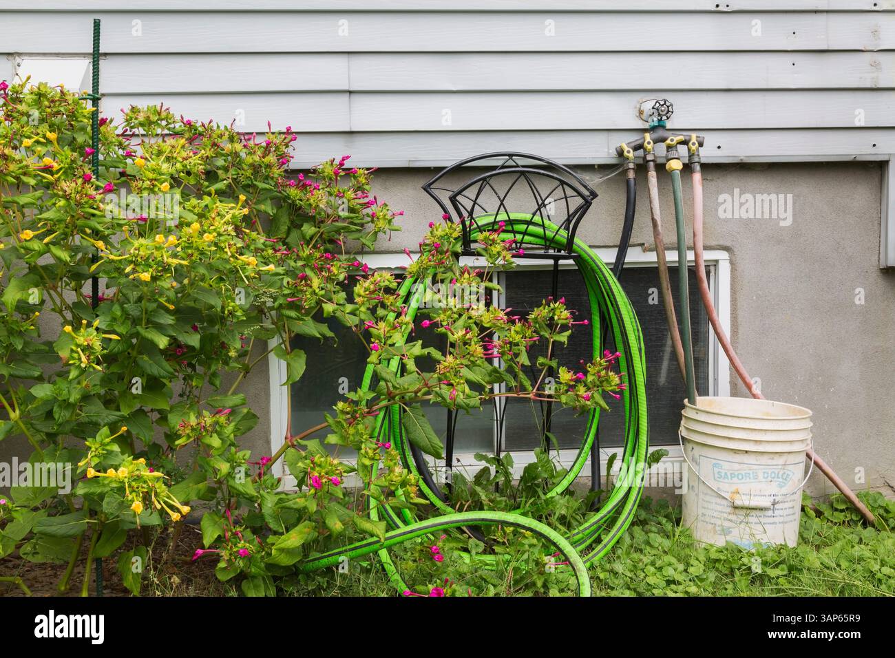 Multiple rubber watering hoses attached to water valve splitter and ...