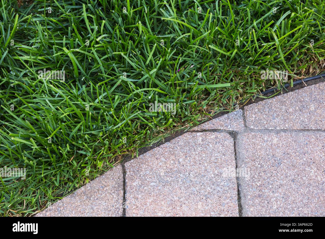 Poa pratensis - Kentucky Bluegrass lawn and edge of paving stones with ...