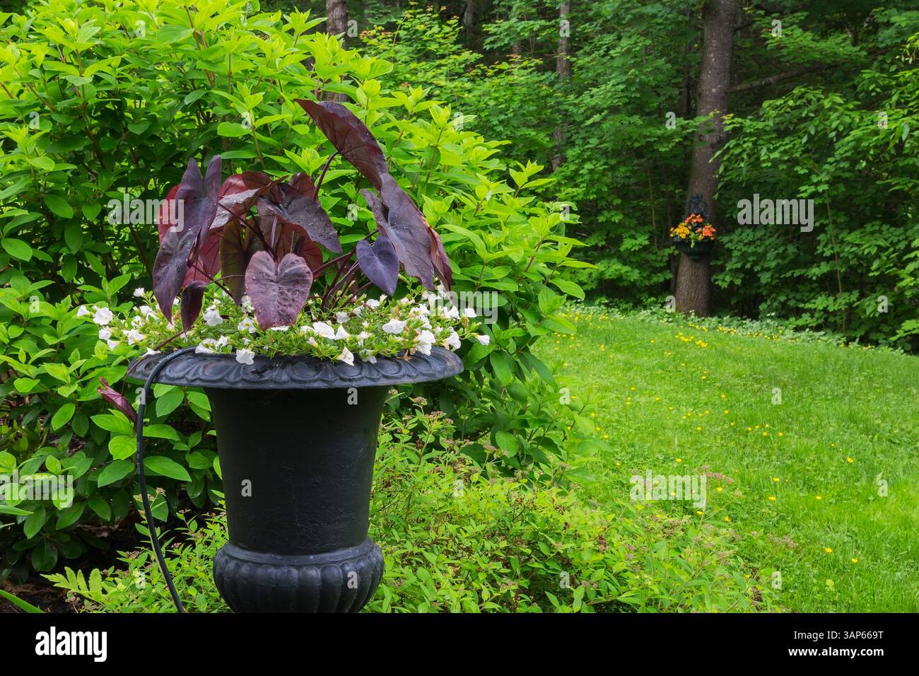 White Calibrachoa - Million Bells, Colocasia esculenta 'Black Magic' - Taro, in black pedestal ...