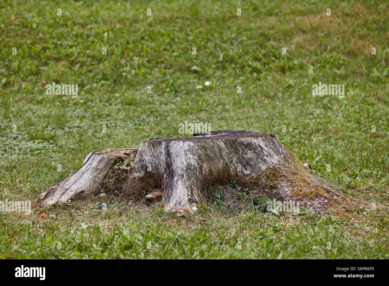 Stump of a chopped tree Stock Photo - Alamy