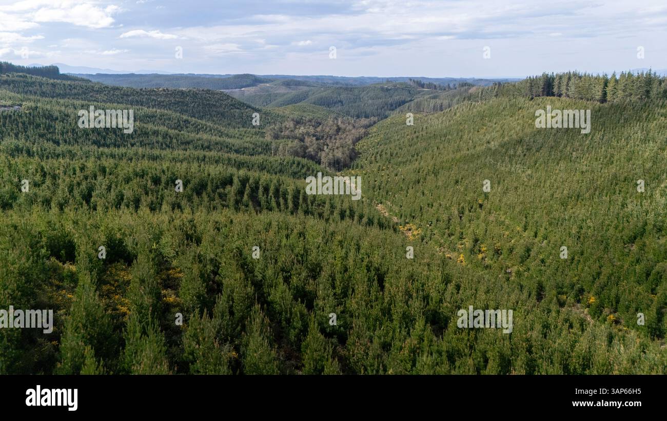 Aerial view of lush green hills and tranquil forested valley, Nelson ...