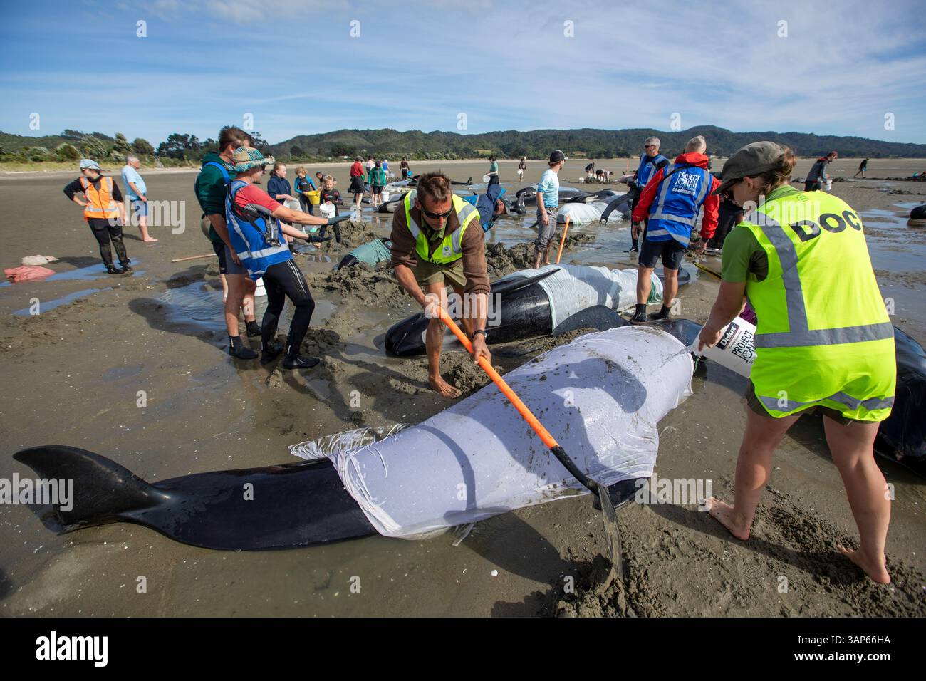 Collingwood, New Zealand - 19 January 2025: Aerial view of whale ...