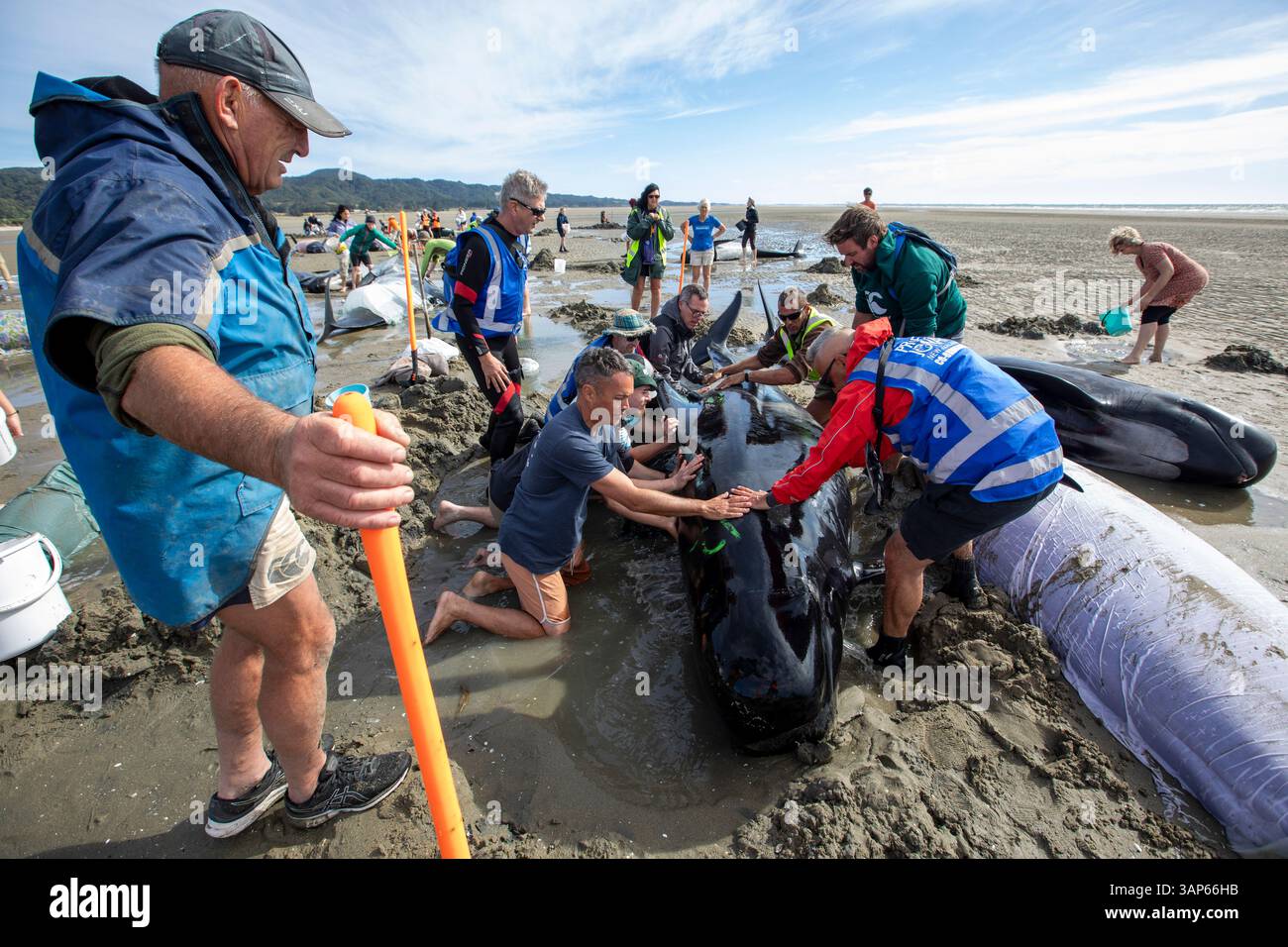 Collingwood, New Zealand - 19 January 2025: Aerial view of whale ...