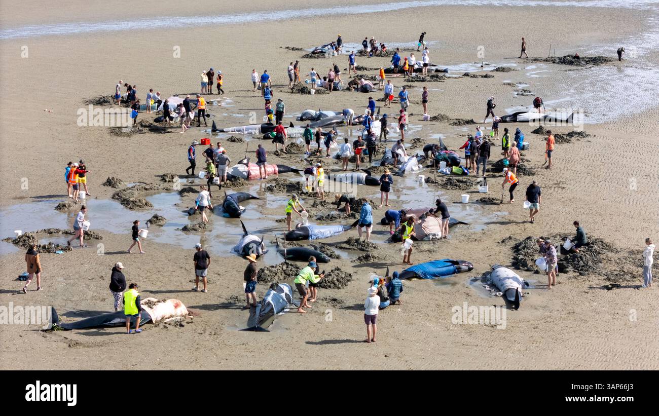 Collingwood, New Zealand - 19 January 2025: Aerial view of whale ...