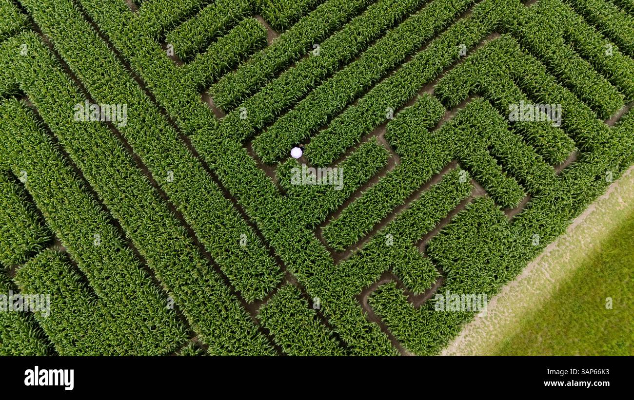 Aerial view of a beautiful maze corn field with green rows and natural ...