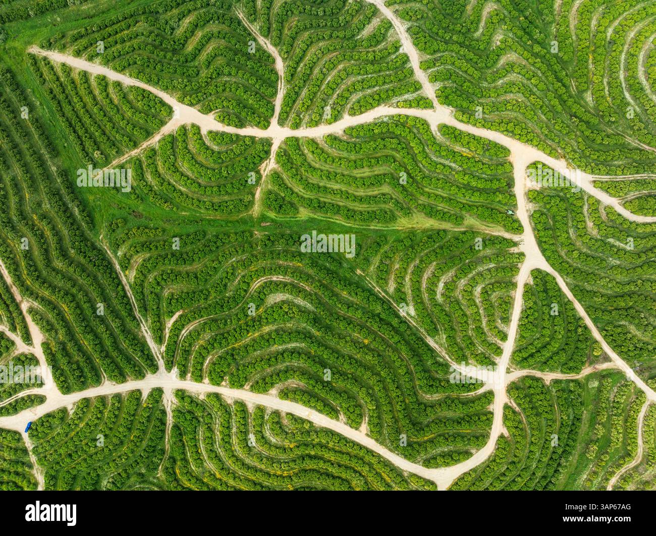 Aerial view of orange trees in lush plantation with beautiful patterns ...