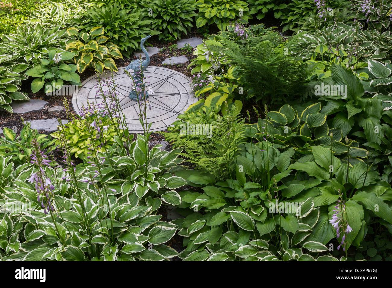 Compass stone in border with Hostas 'Valley’s Glacier', 'Lancifolia', X ...