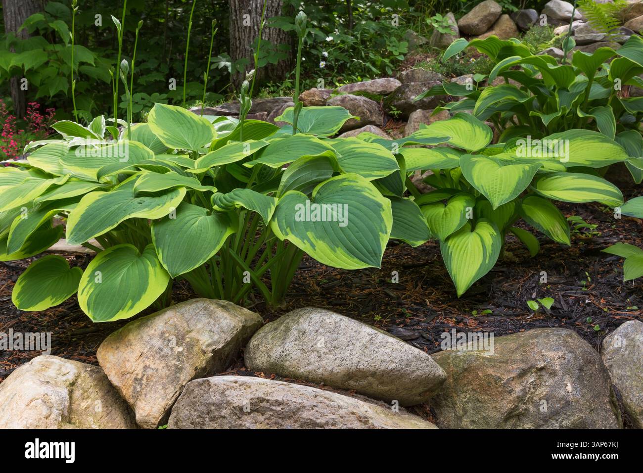 Hosta X hybrida 'Osiris Trouvaille' in rock edged border in summer ...