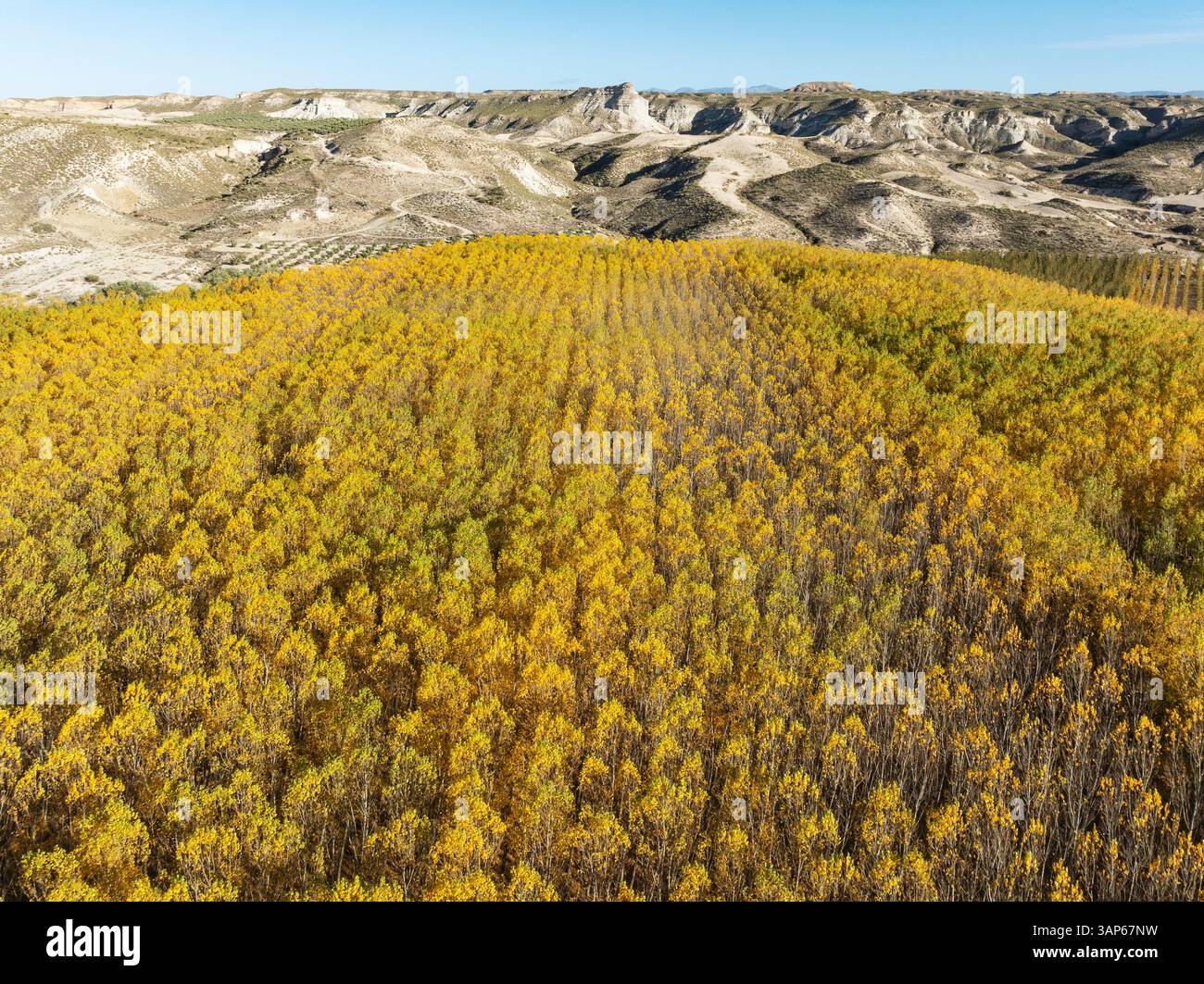 Aerial view of tranquil forest of european aspen with autumn fall ...