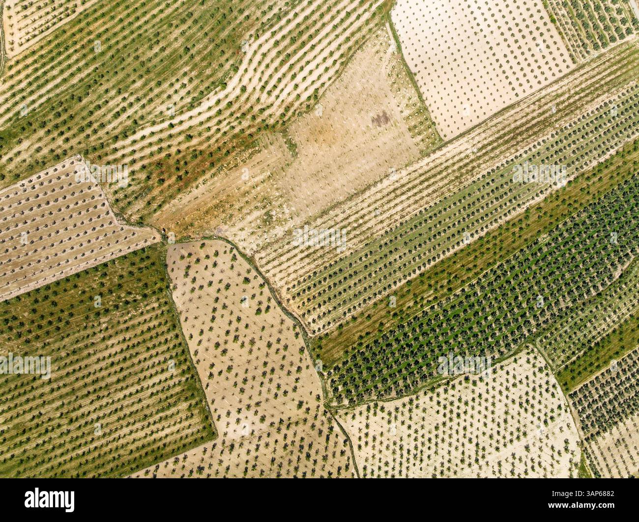 Aerial view of olive trees in rows across green farmland, Pozo Alcon ...