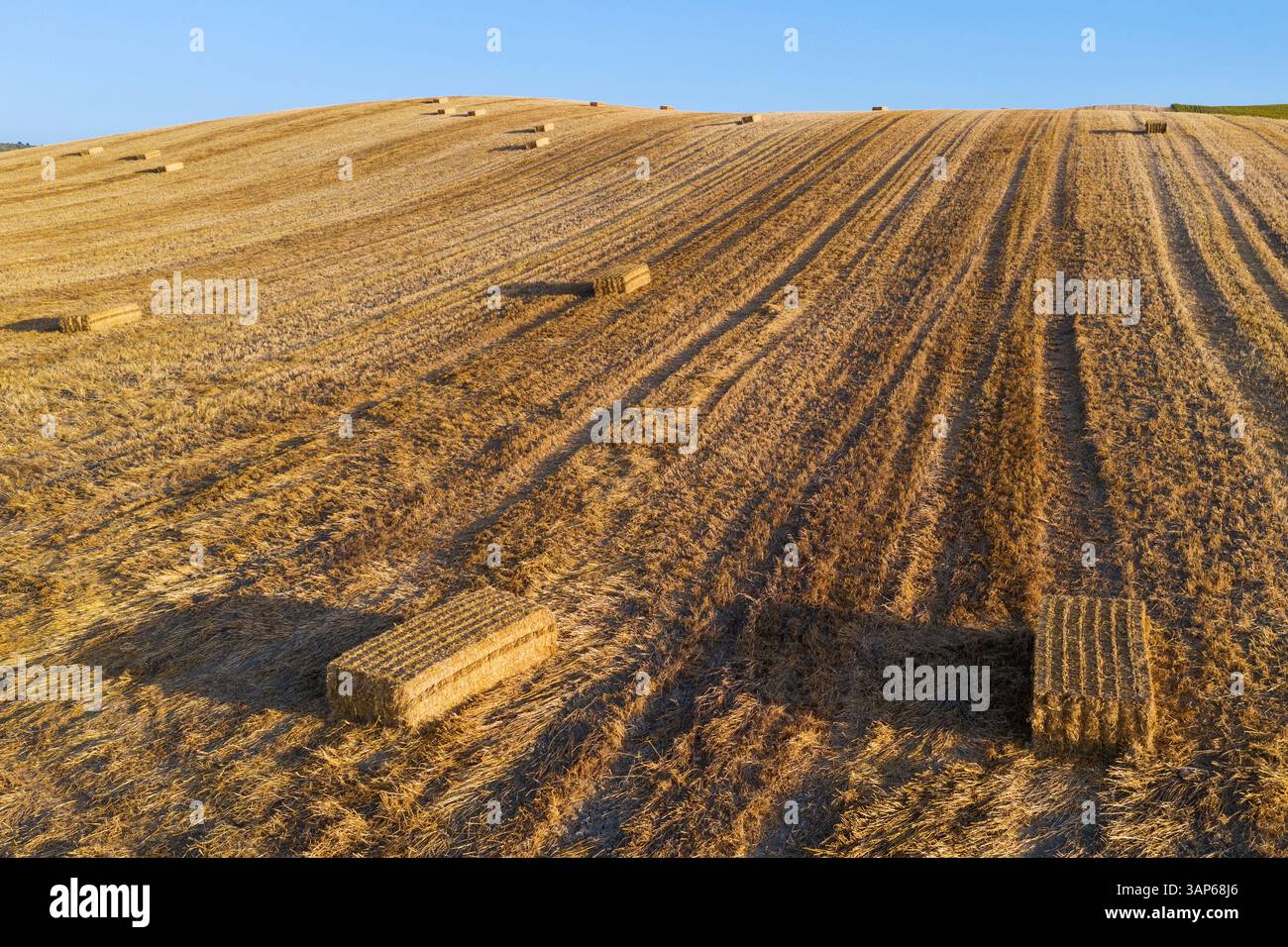 Aerial view of a serene cornfield with golden hay bales and picturesque ...