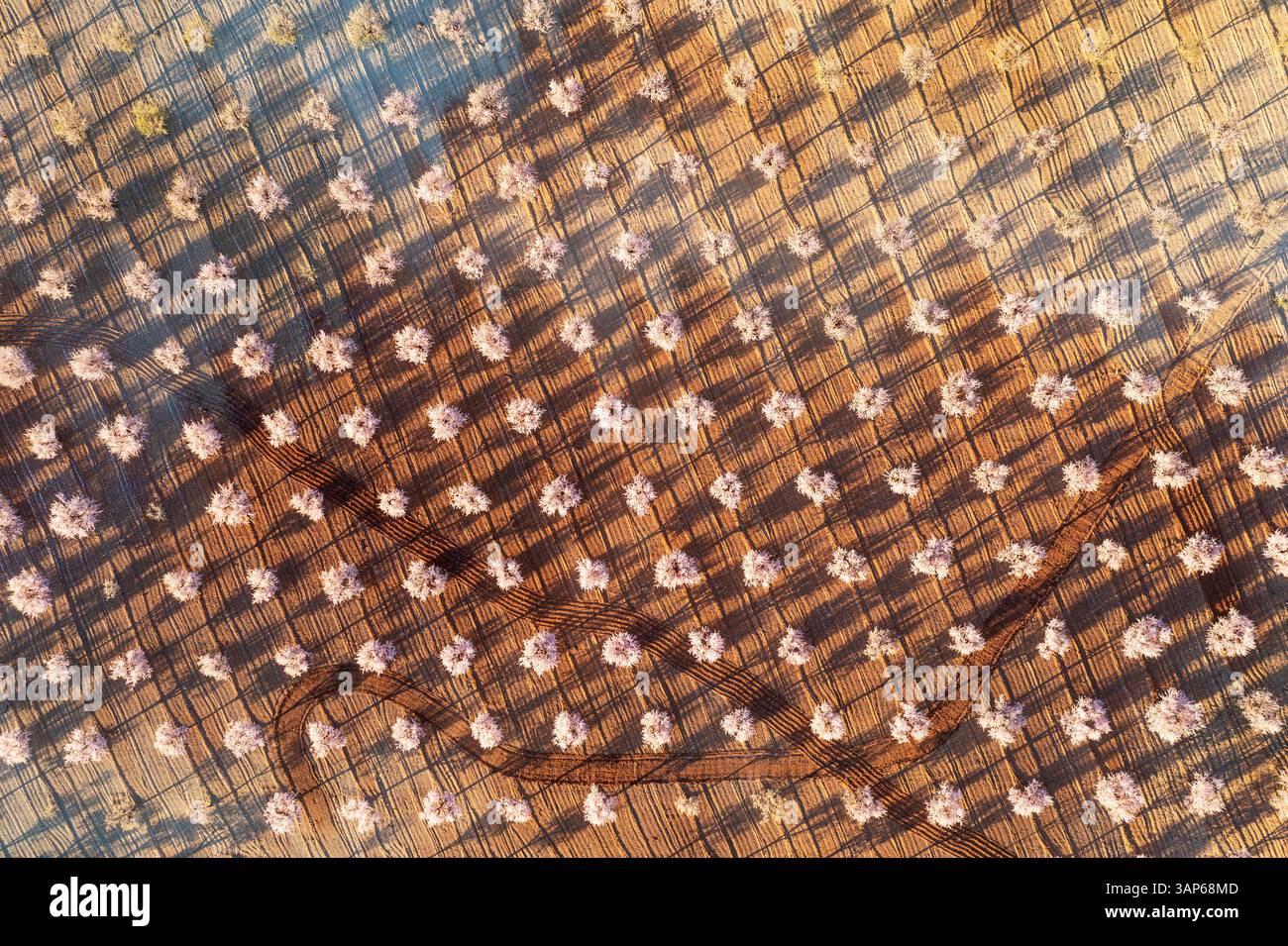 Aerial view of almond trees in rows with beautiful patterns and shadows ...
