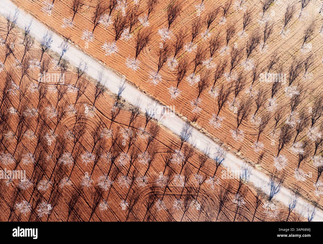 Aerial view of almond trees in rows with earthy tones and scenic ...