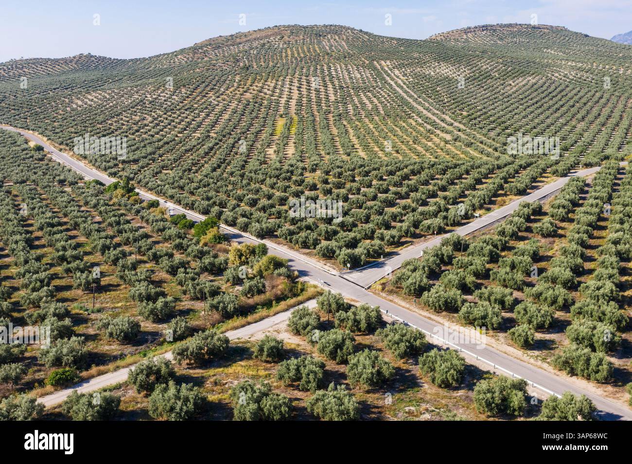 Aerial view of olive trees in a scenic agricultural landscape with ...