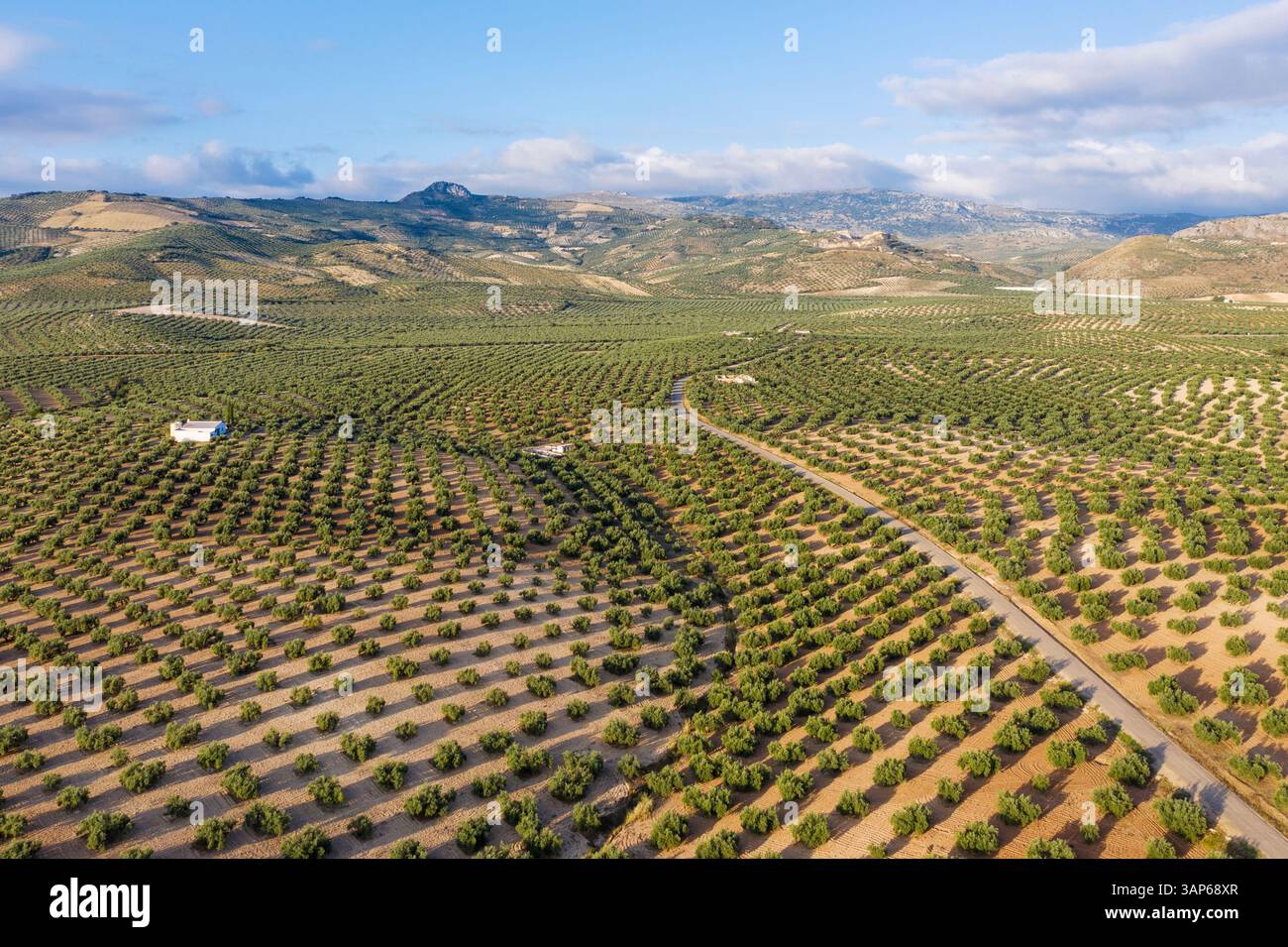 Aerial view of olive trees in a scenic farming landscape with green ...