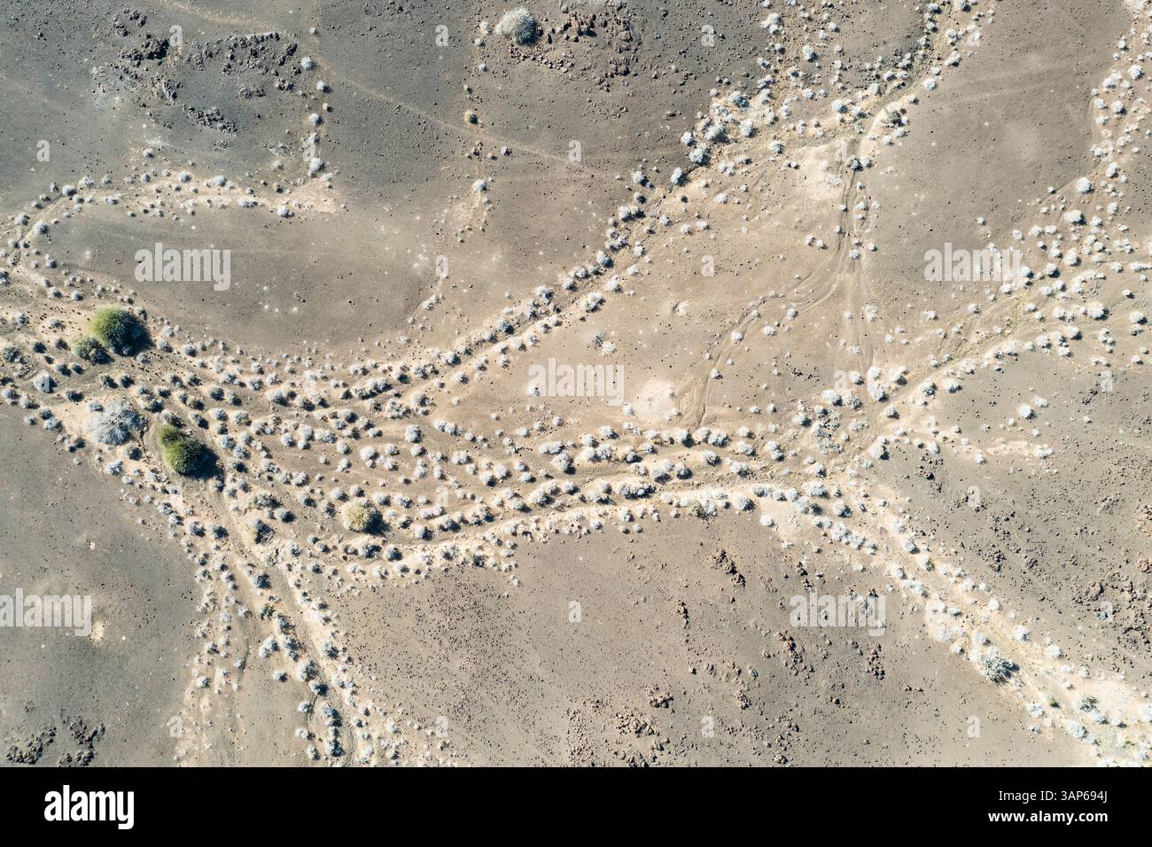 Aerial view of Arid land after years of drought grown with hardy petal ...